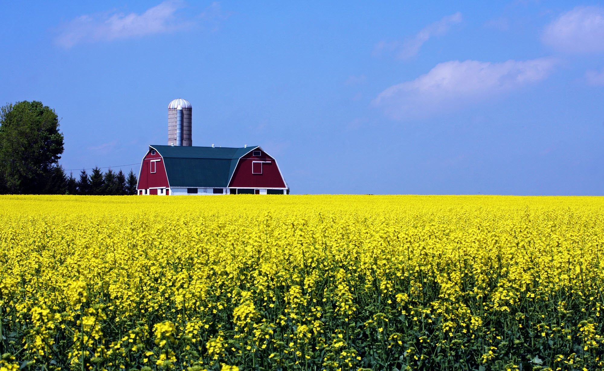What are some of the crops that feed the world? - Project Agriculture